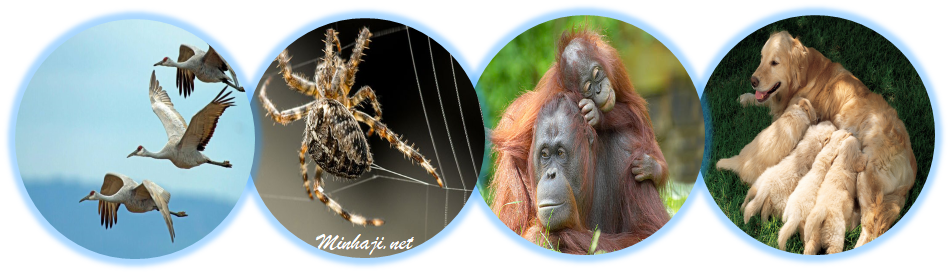 العلوم للصف الثالث درس أنواع السلوك - منهاجي